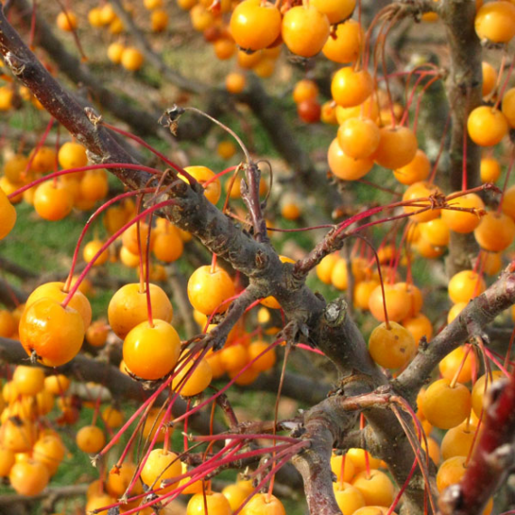 Crabapple- Sparkling Sprite | Eagle Rock Nursery